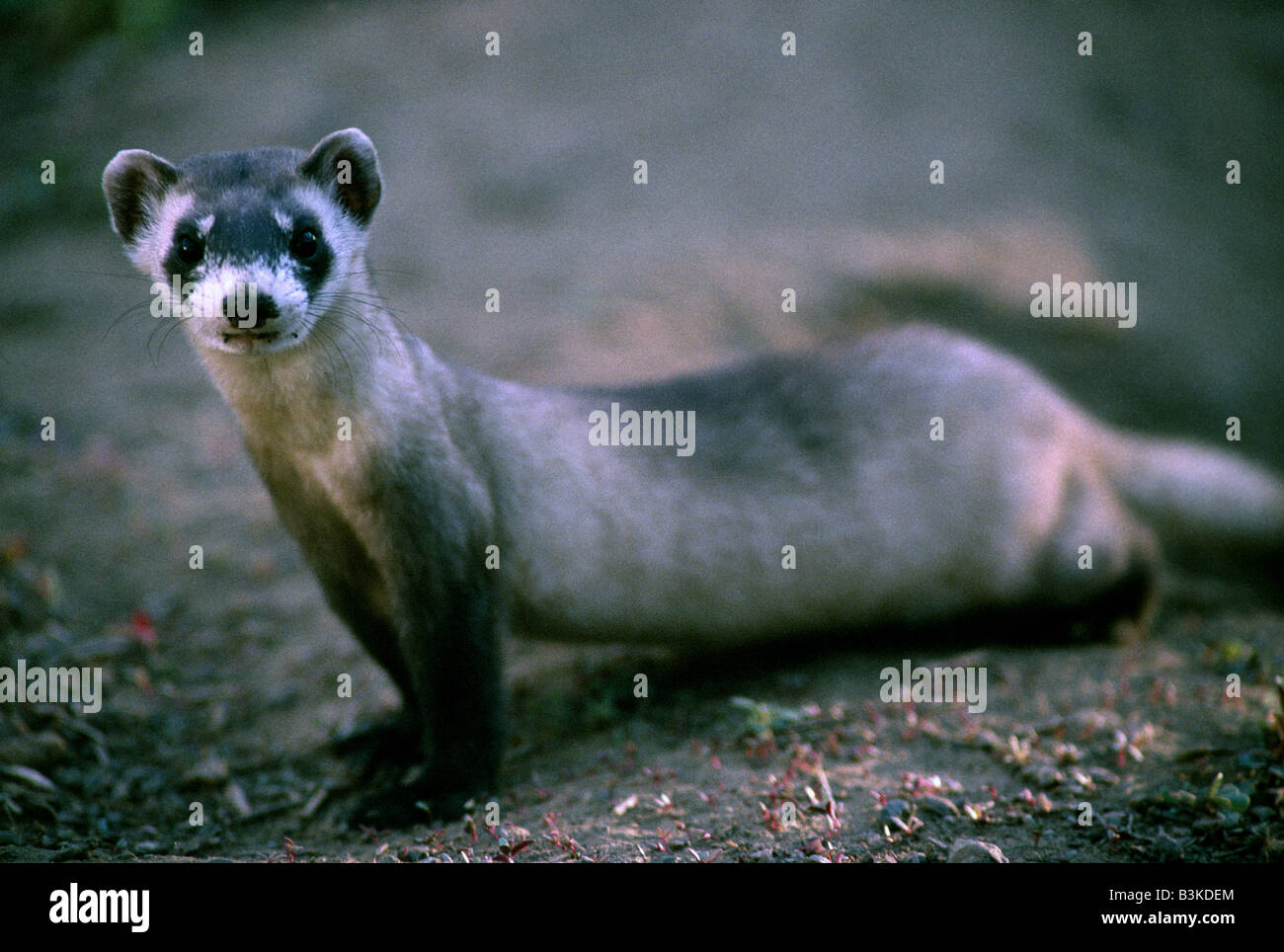 BLACK-FOOTED FERRET (MUSTELA NIGRIPES) ENDANGERED SPECIES; QUITE RARE ...