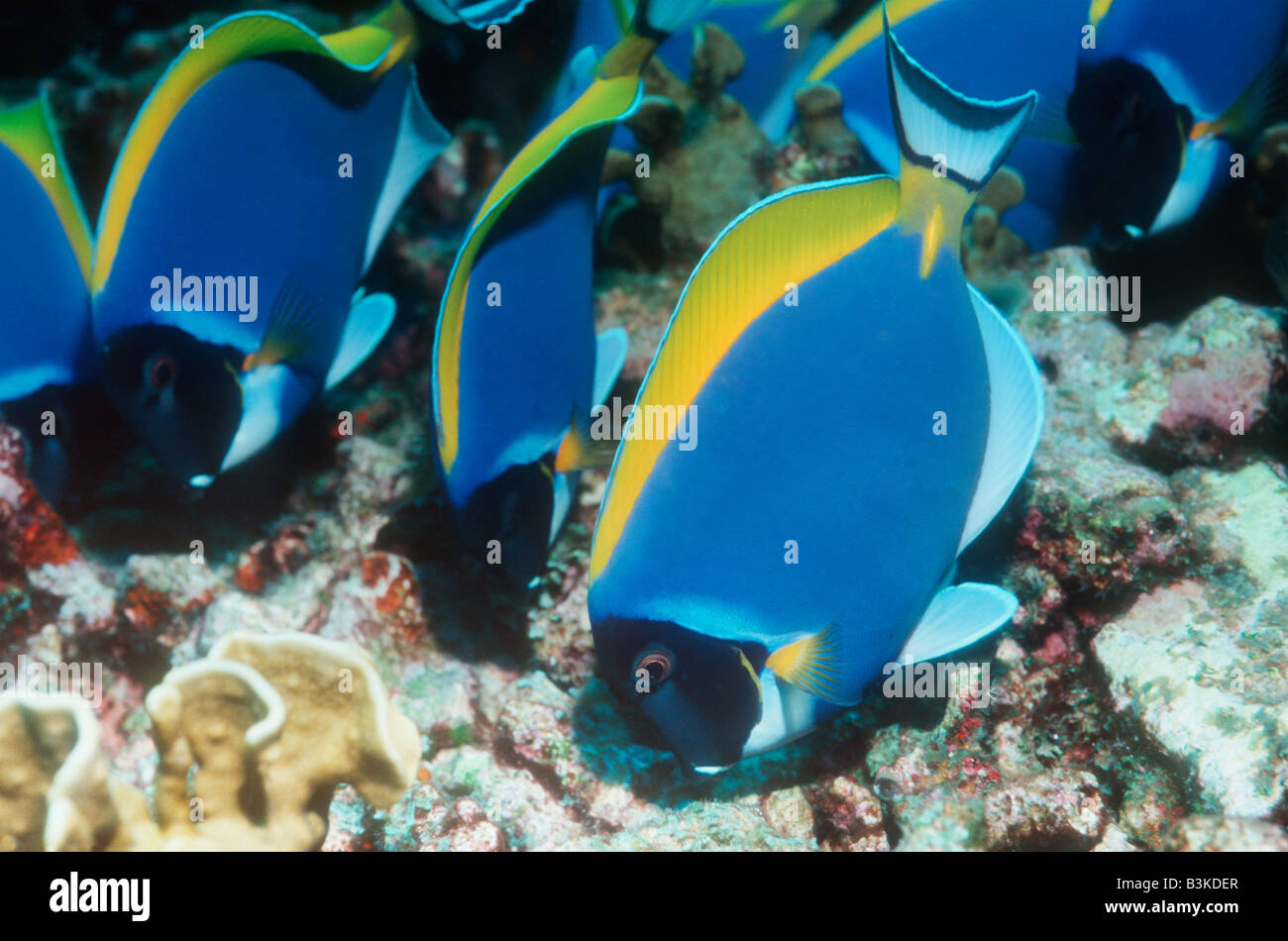 Powder blue surgeonfish Acanthurus leucosternon grazing on algae on ...