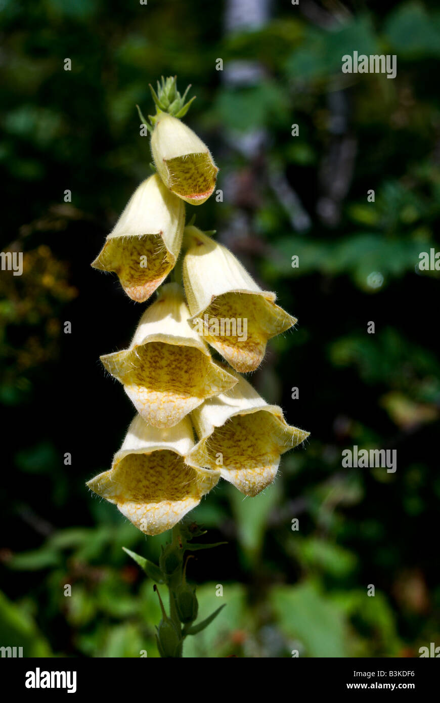 Digitalis lutea hi-res stock photography and images - Alamy