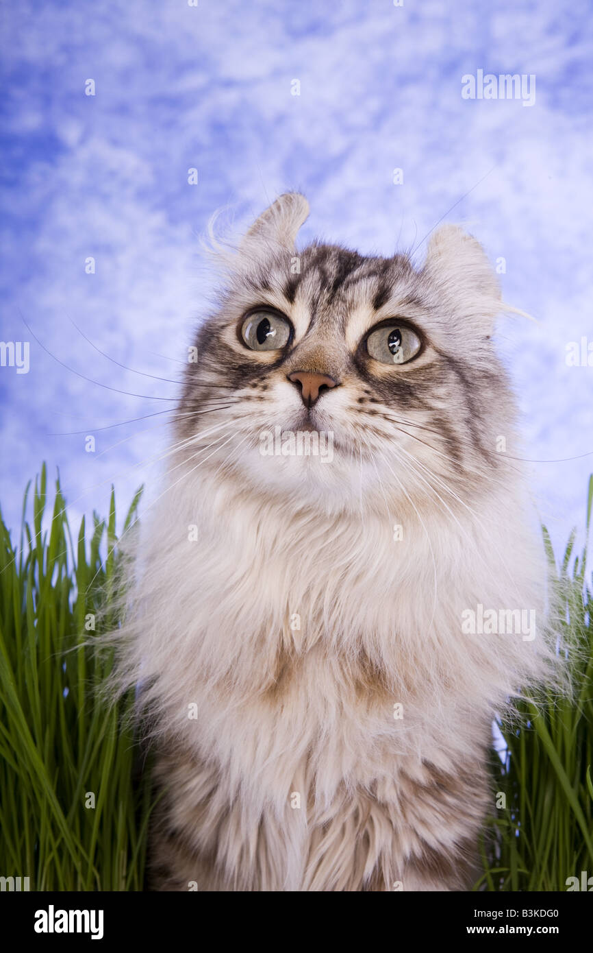 Cute cat in the grass with blue sky background Stock Photo - Alamy