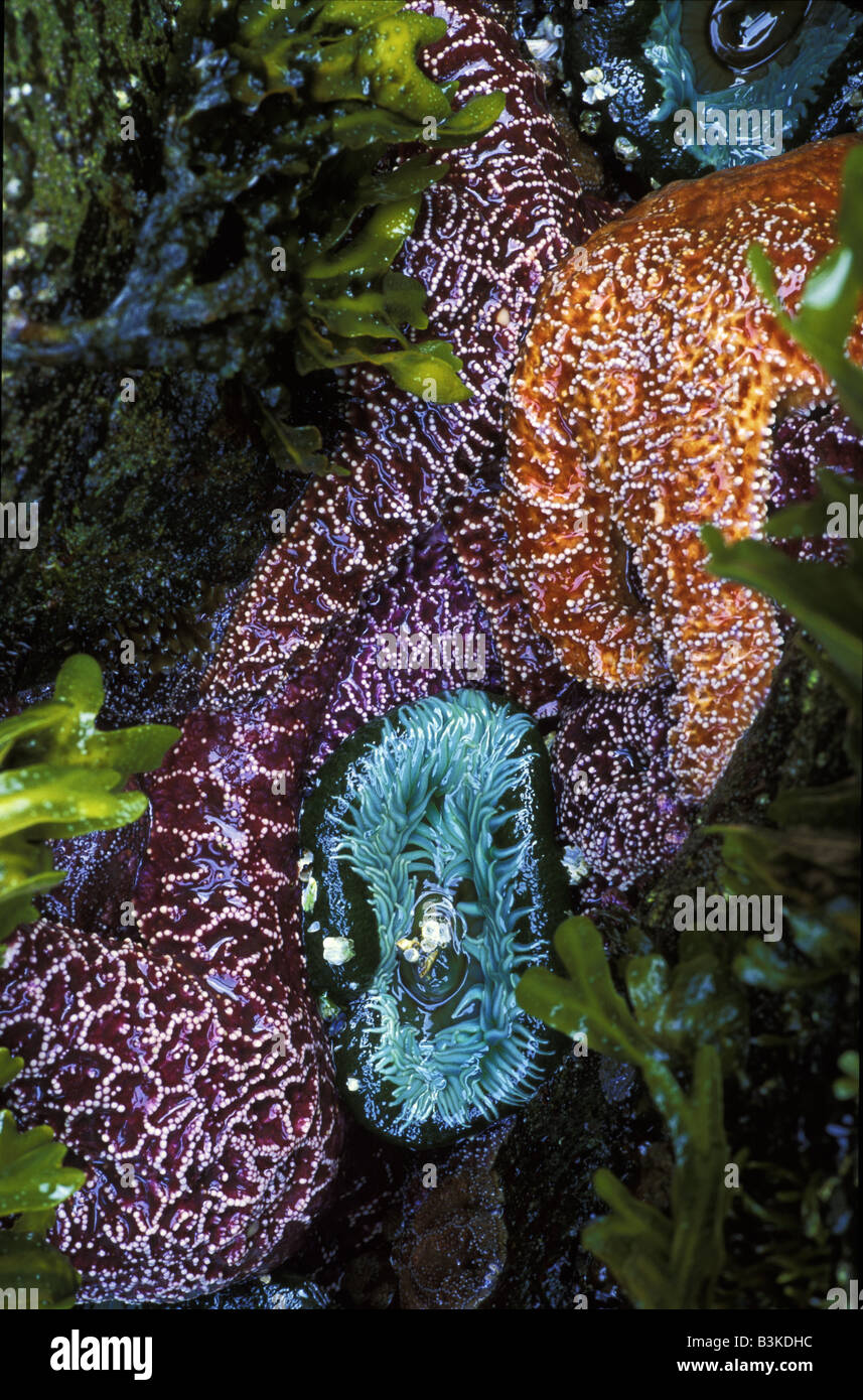 Starfish Sitka Alaska Stock Photo - Alamy