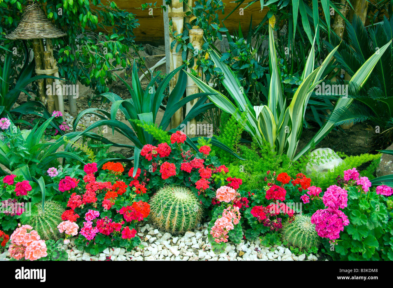 Cactus in egypt hi-res stock photography and images - Alamy