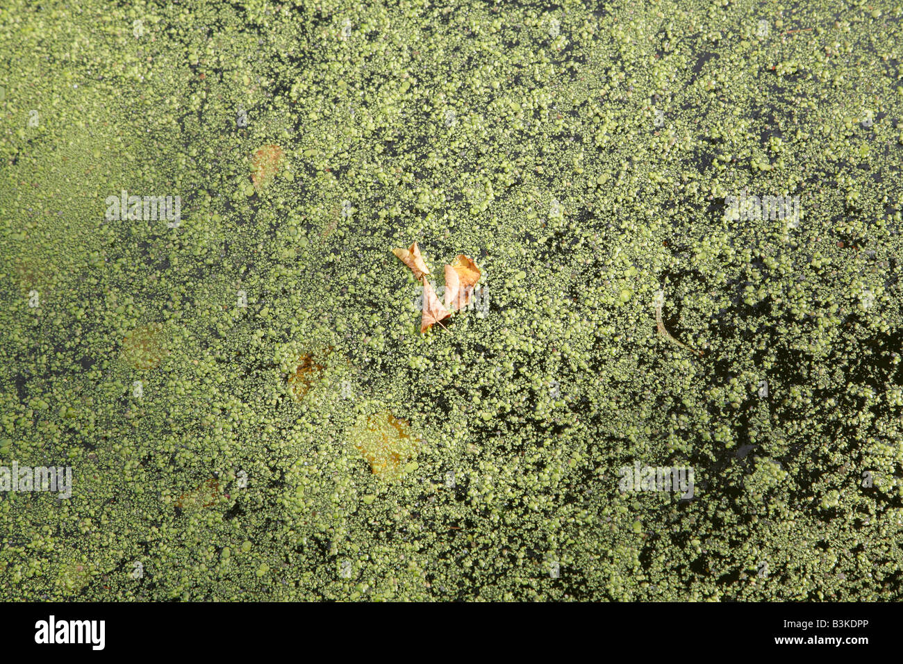 Water surface algae hi-res stock photography and images - Alamy