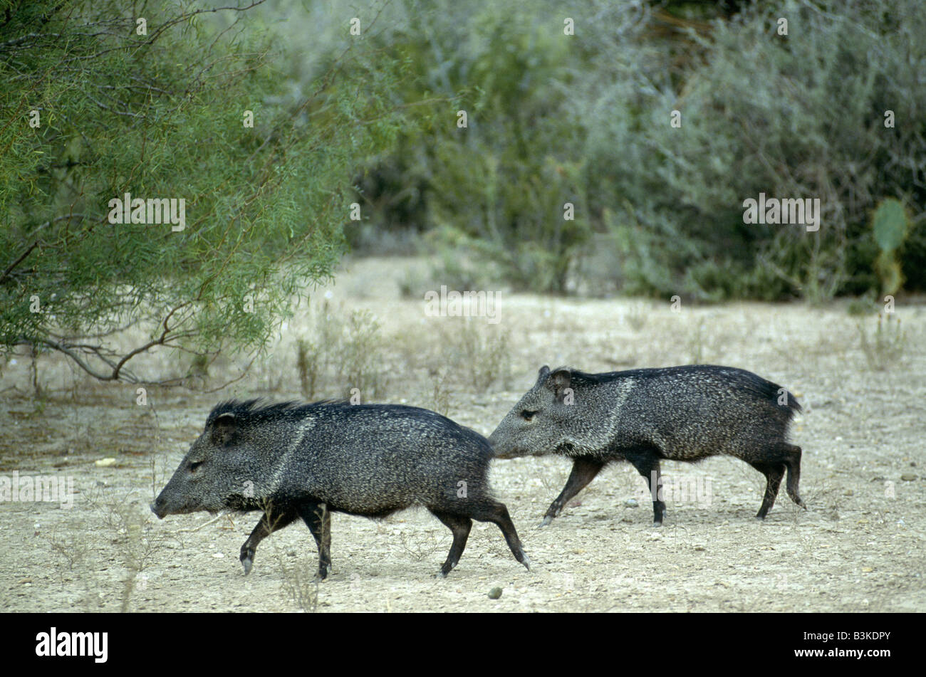 Wild hog texas hi-res stock photography and images - Alamy