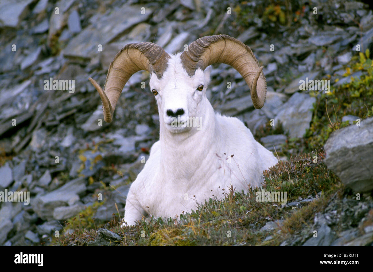 DALL SHEEP (OVIS DALLI) RAM, FULL CURL, RESTING ON ROCK LEDGE / DENALI ...
