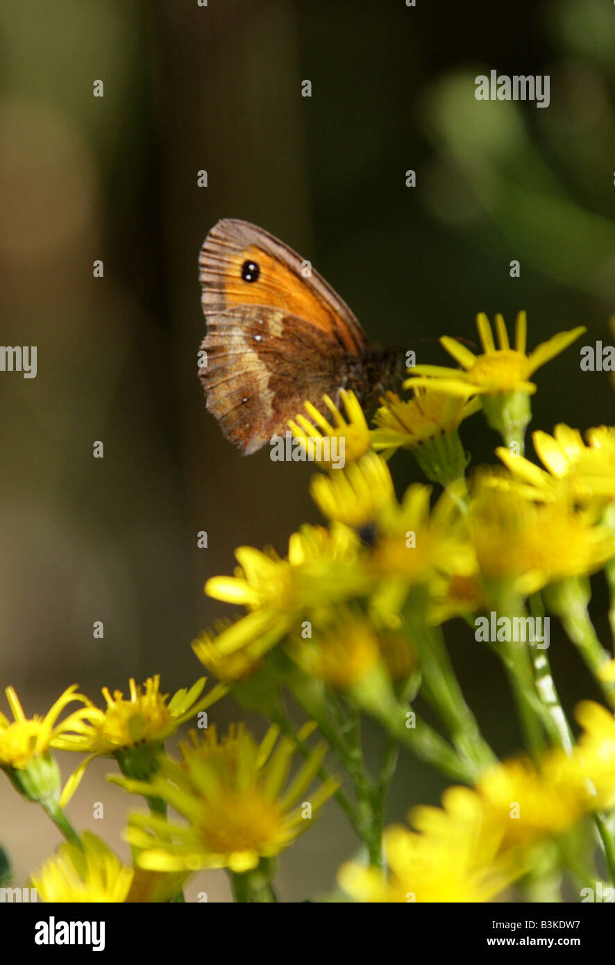 Gatekeeper Butterfly or Hedge Brown Butterfly, Pyronia tithonus, on ...