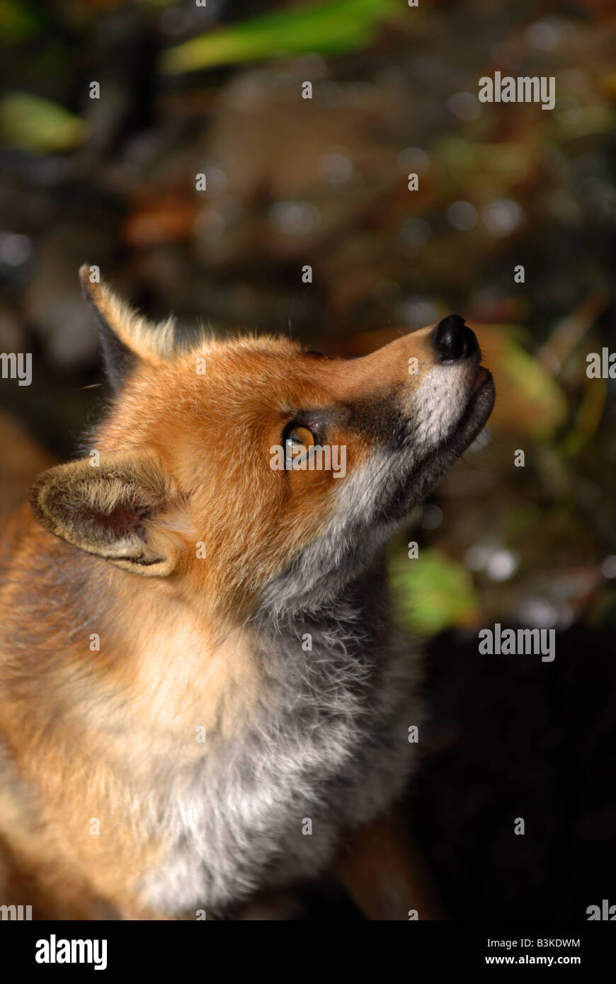 English Red Fox High Resolution Stock Photography and Images - Alamy