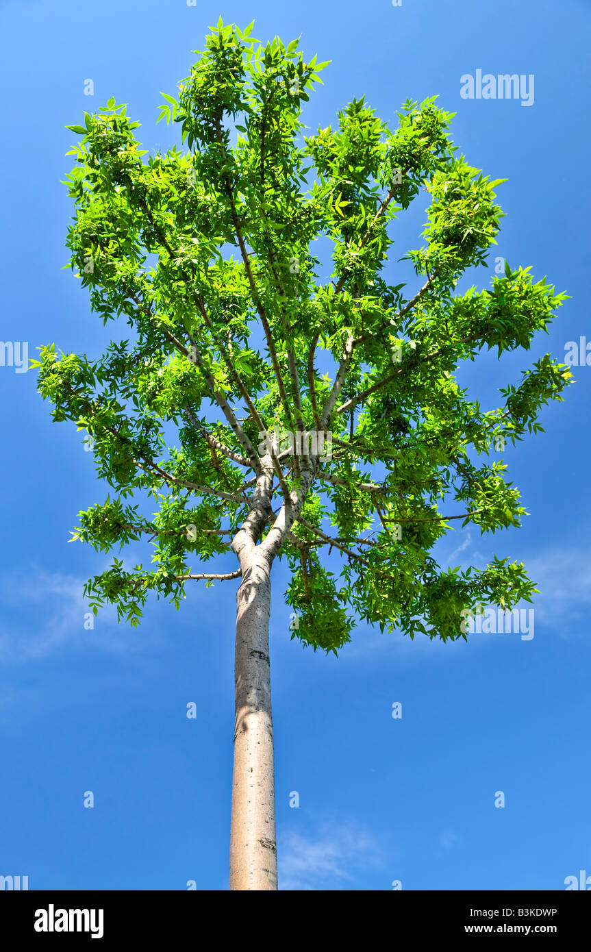 Young green tree on background of blue sky Stock Photo - Alamy