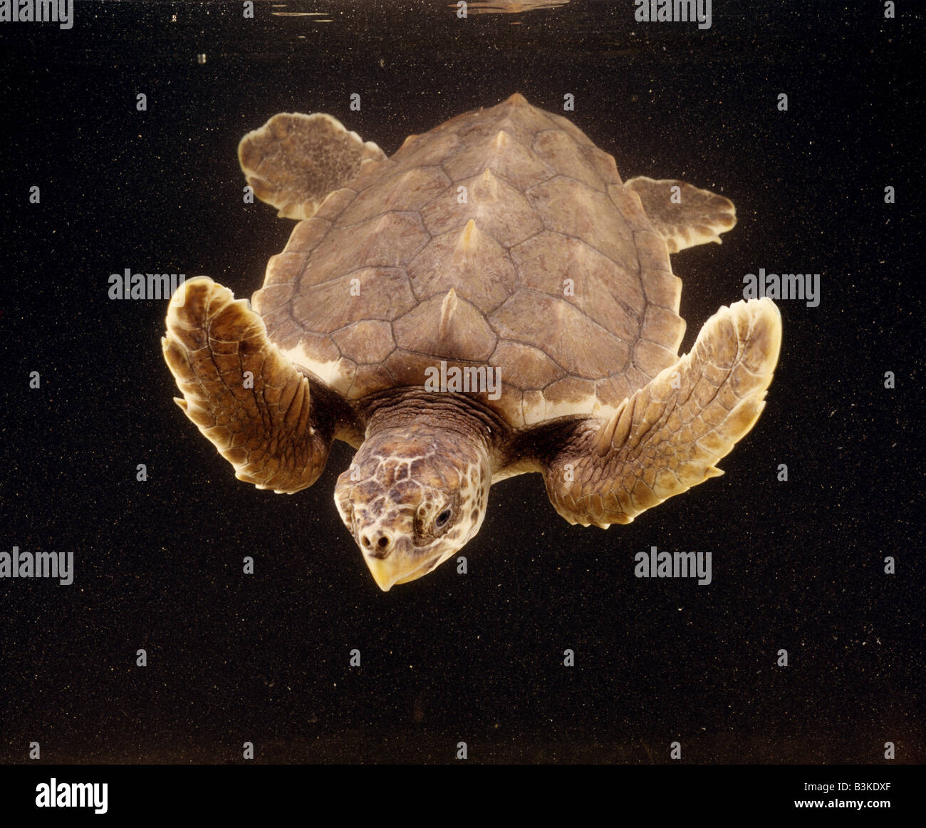 American turtles hi-res stock photography and images - Alamy