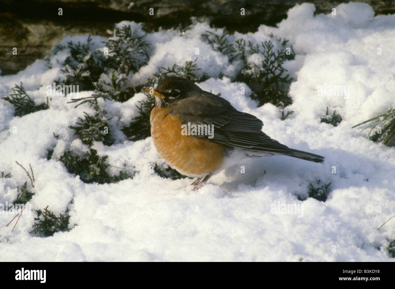 CLOSE-UP OF ROBIN WITH FEATHERS FLUFFED FOR WARMTH (TURDUS MIGRATORIUS ...