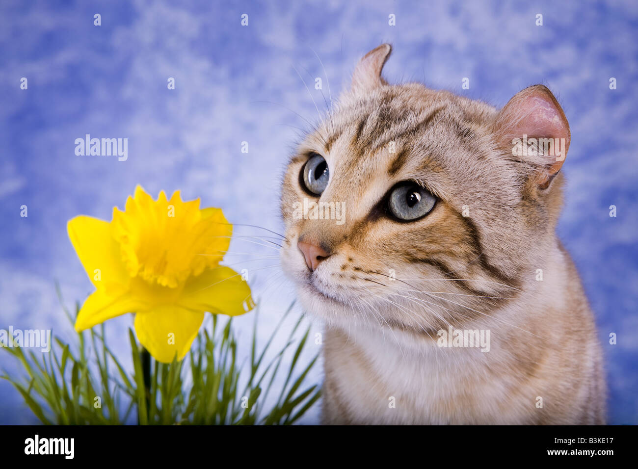 Cat in the garden on blue sky background with grass looking at yellow ...