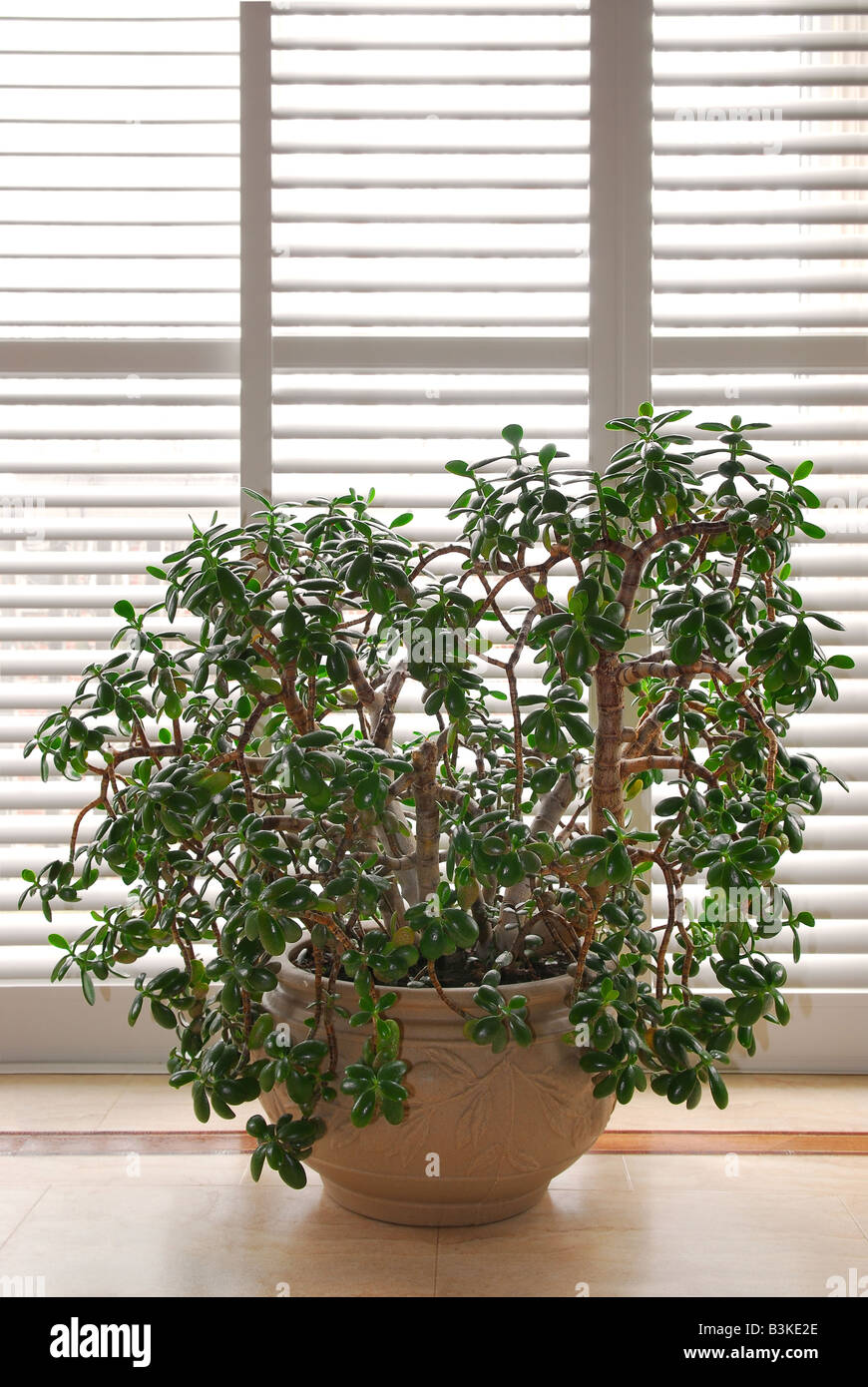 House plant jade tree in a pot and glass wall with blinds Stock Photo ...