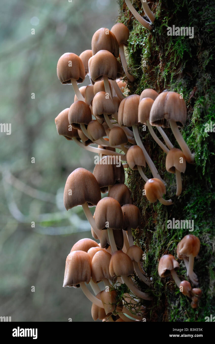 Funghi on tree hi-res stock photography and images - Alamy