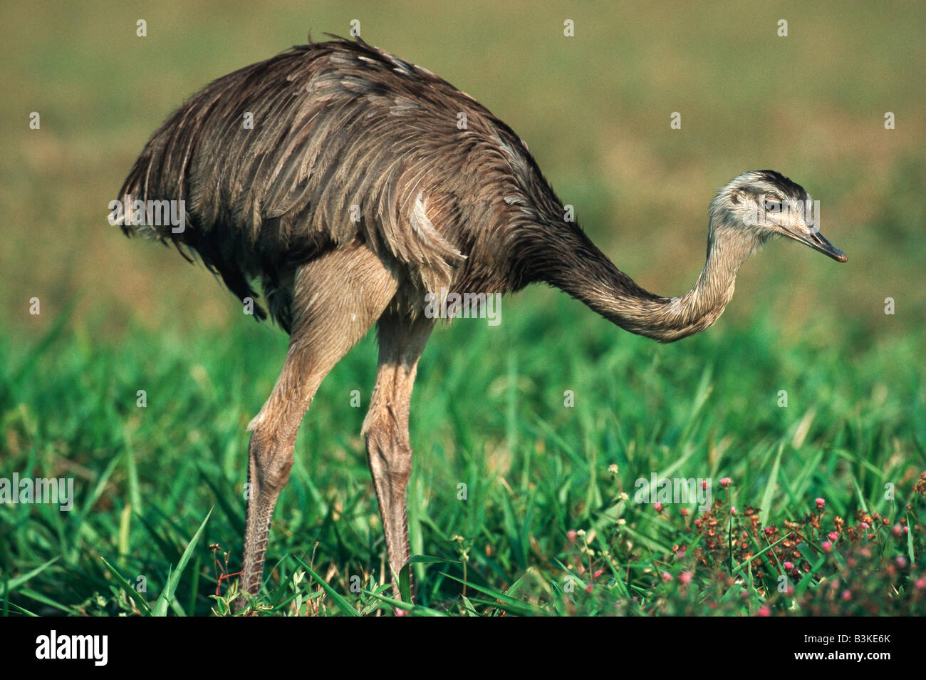 American Rhea Rhea americana adult Pantanal Brazil South America Stock ...
