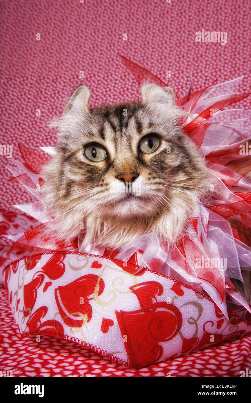 Valentine cat on red and white heart background Stock Photo - Alamy