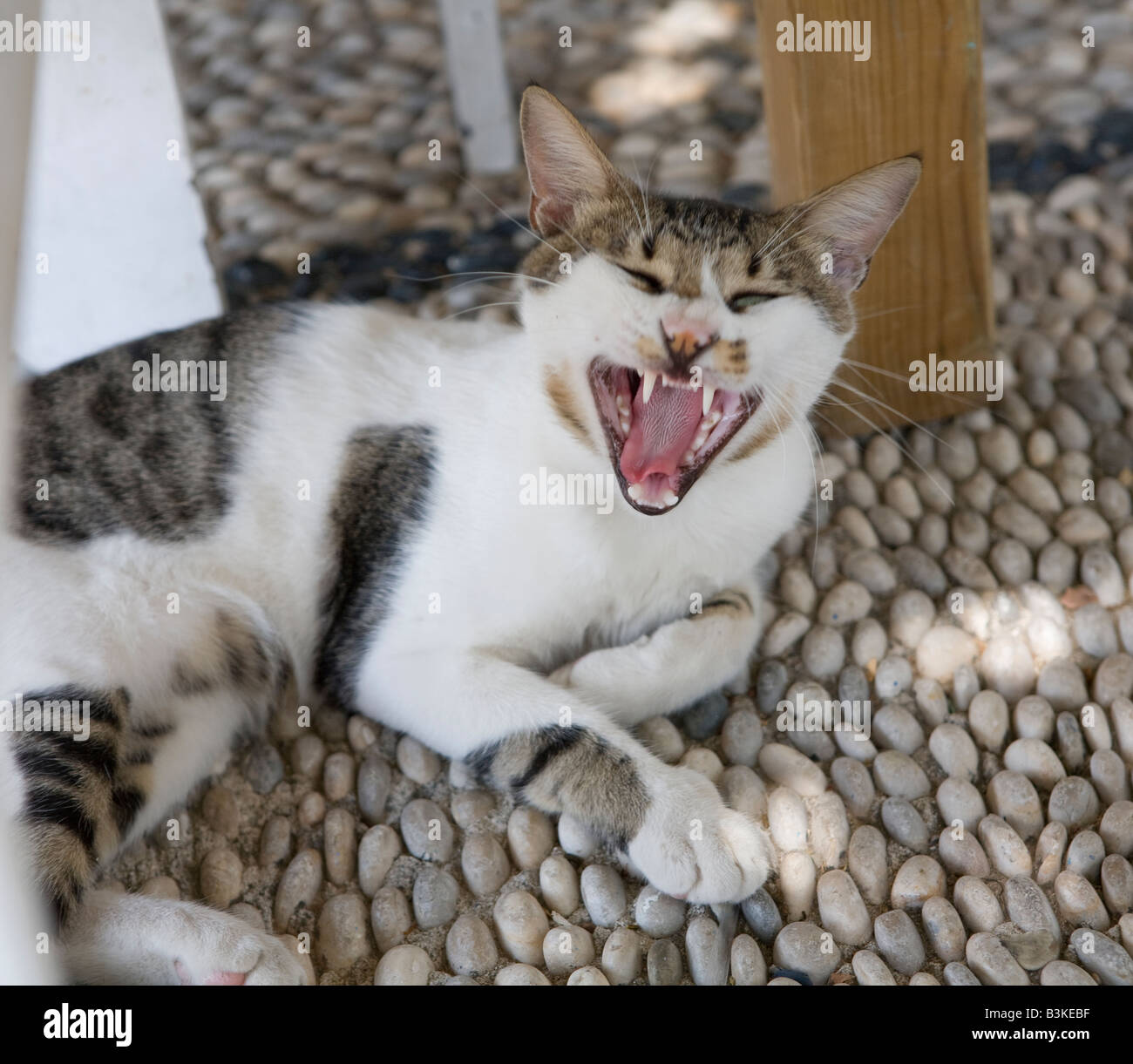 Wild Cat, Lindos, Rhodes, Greece Stock Photo - Alamy
