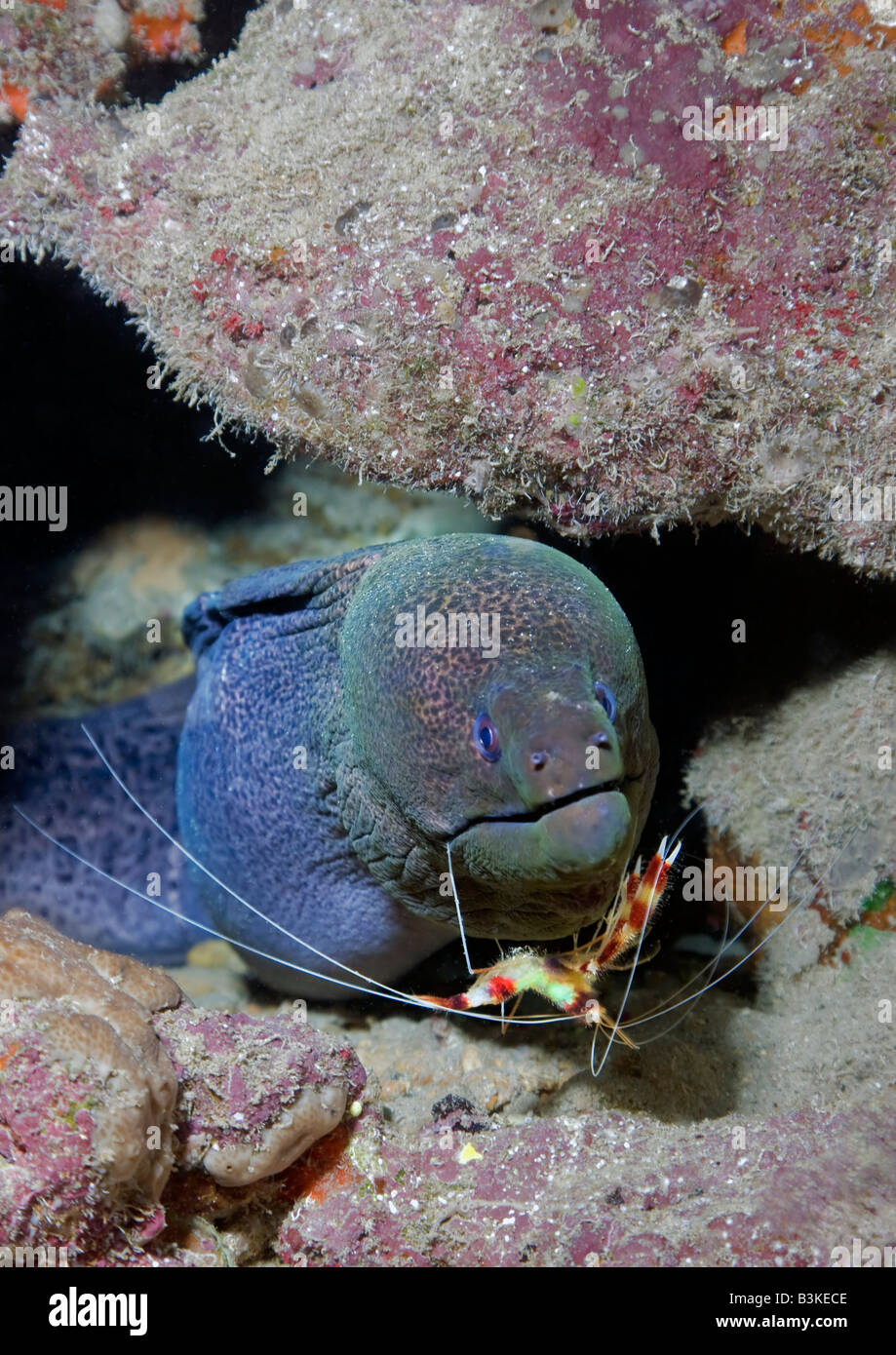 Moray eel hi-res stock photography and images - Alamy