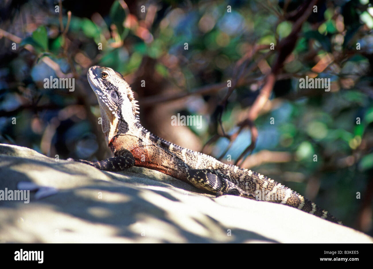 A Goanna perched on a rock on the coast path near Sydney, Australia ...