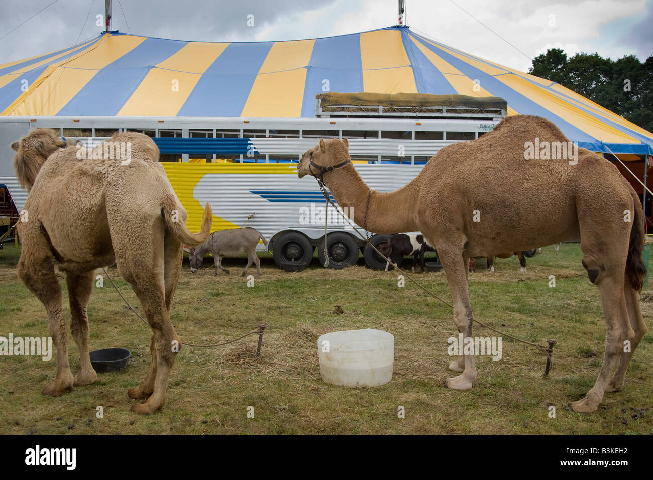Camels outside a circus tent Stock Photo - Alamy