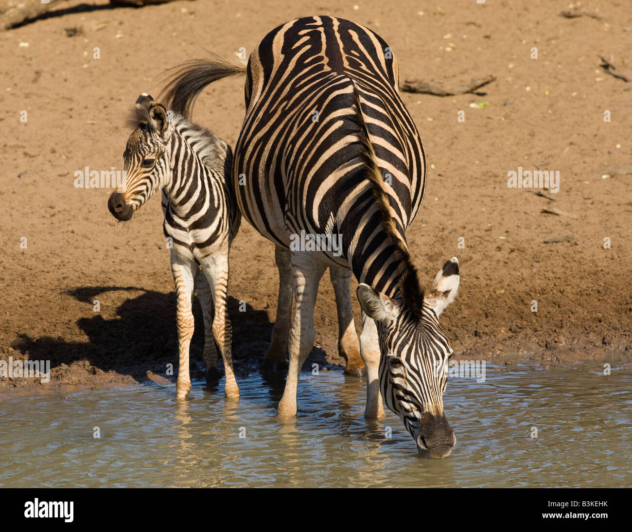 zebra mother and young Stock Photo - Alamy