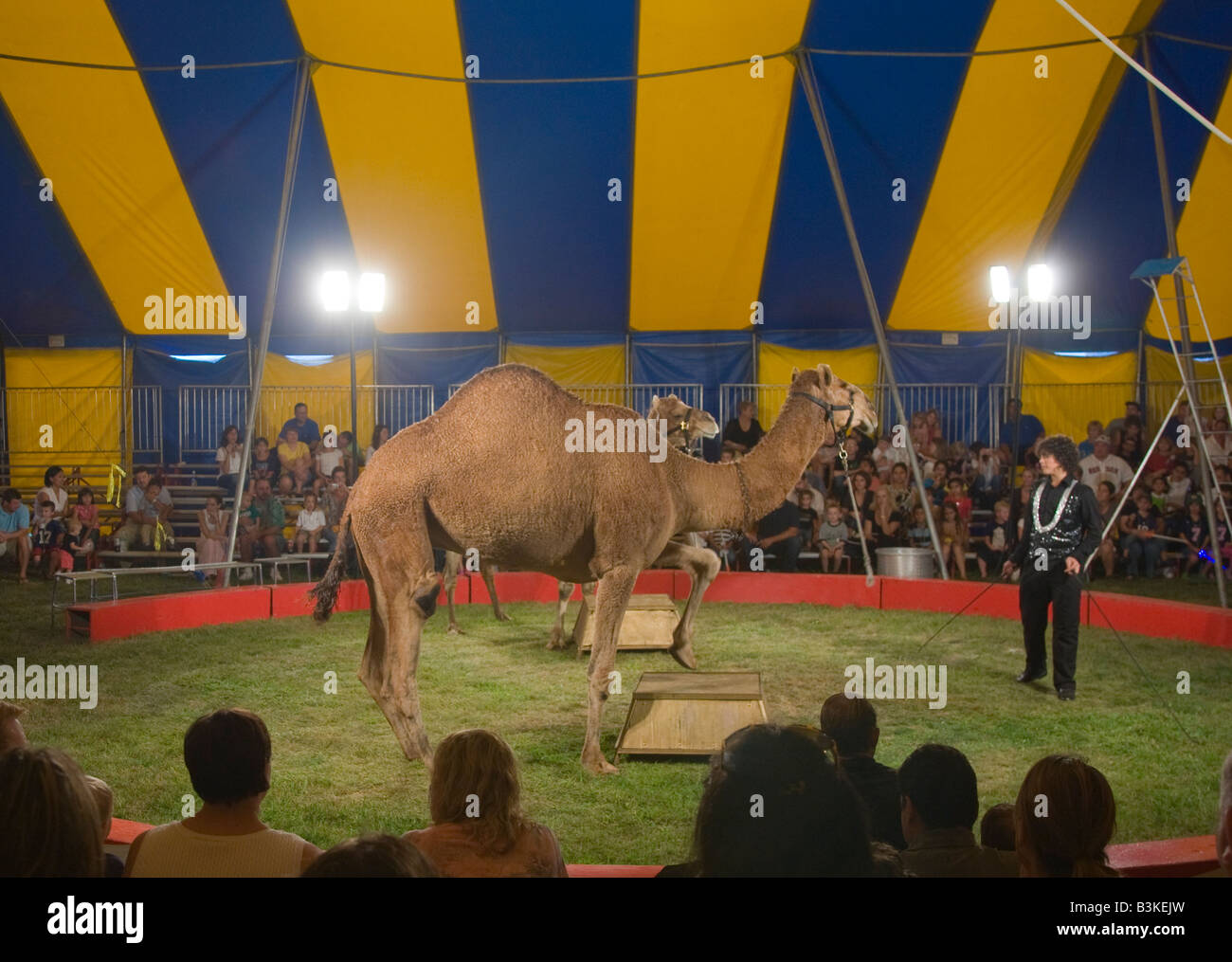 Trained camels at a circus Stock Photo - Alamy