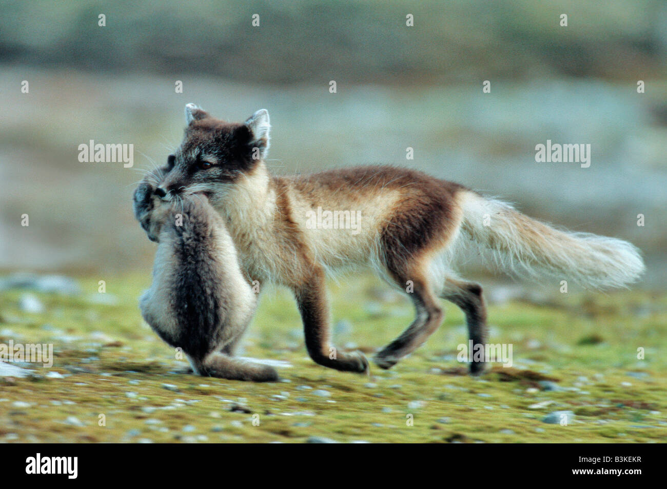 Arctic fox Vulpes lagopus female carrying young in mouth Svalbard ...