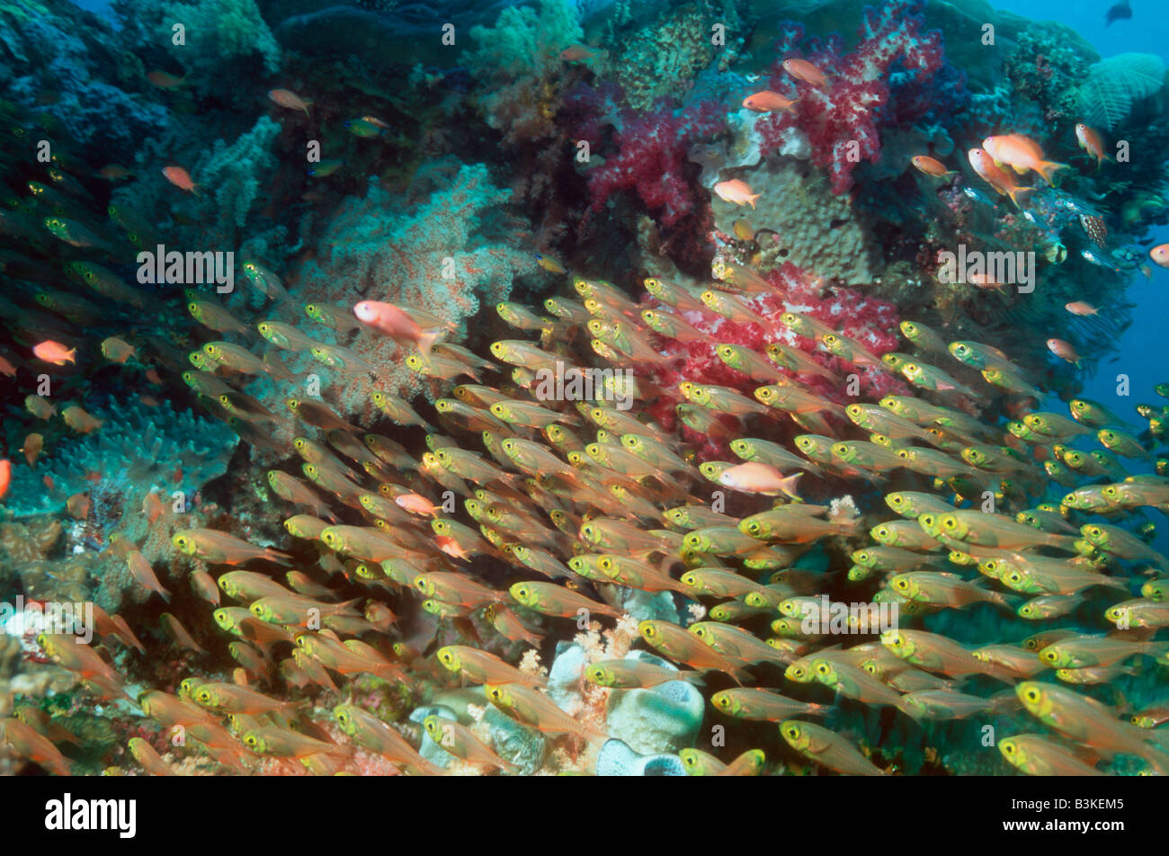 Pygmy sweepers Parapriacanthus ransonetti and soft corals on coral reef ...