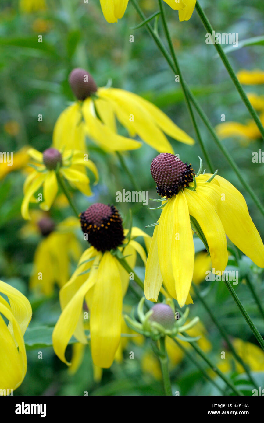 Ratibida hi-res stock photography and images - Alamy