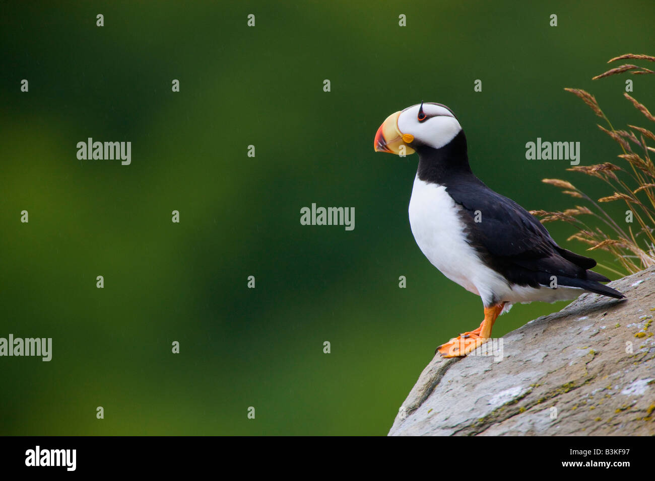 Horned Puffin Alaska Maritime National Wildlife Refuge near Lake Clark ...