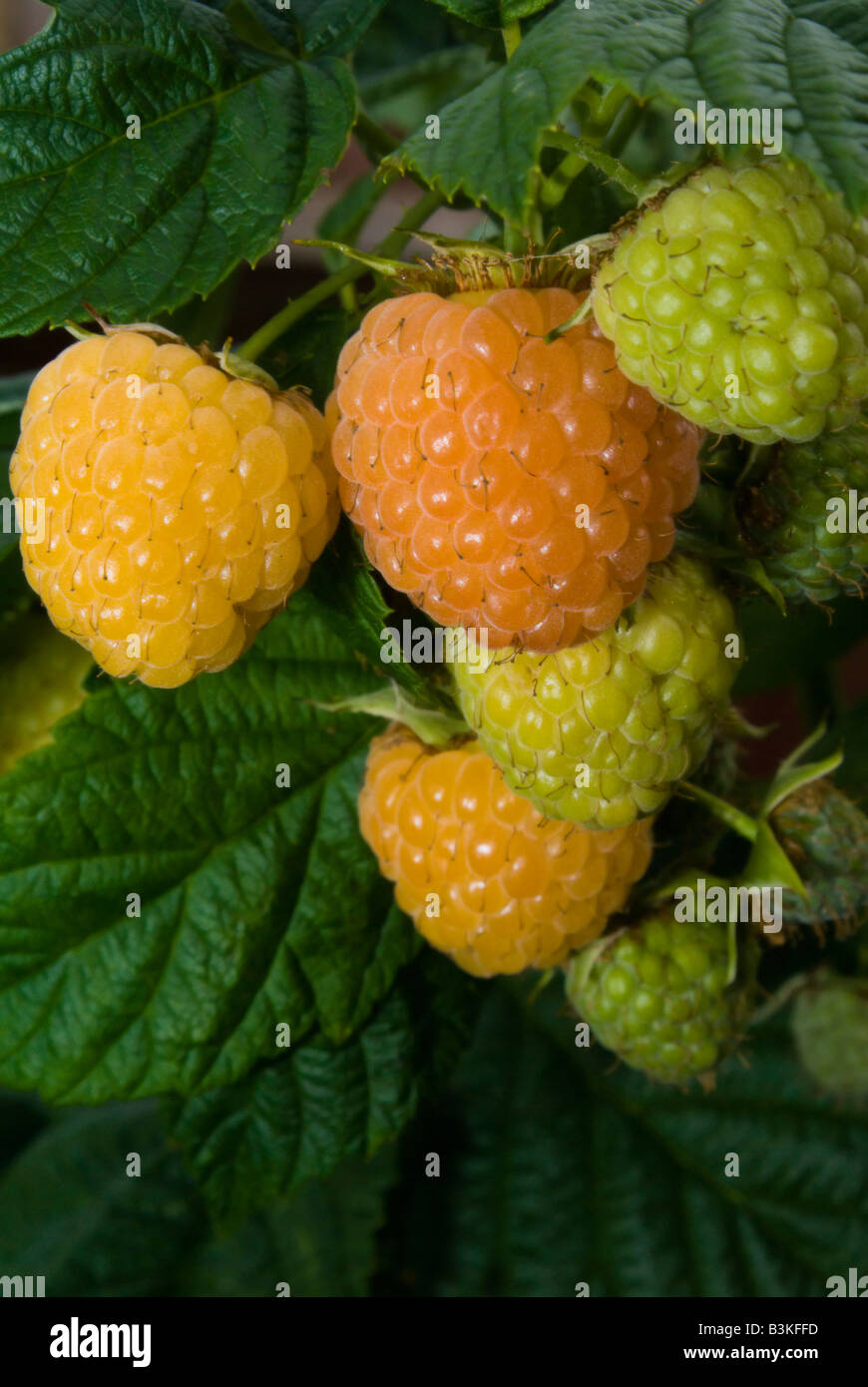 Golden Raspberry High Resolution Stock Photography and Images - Alamy