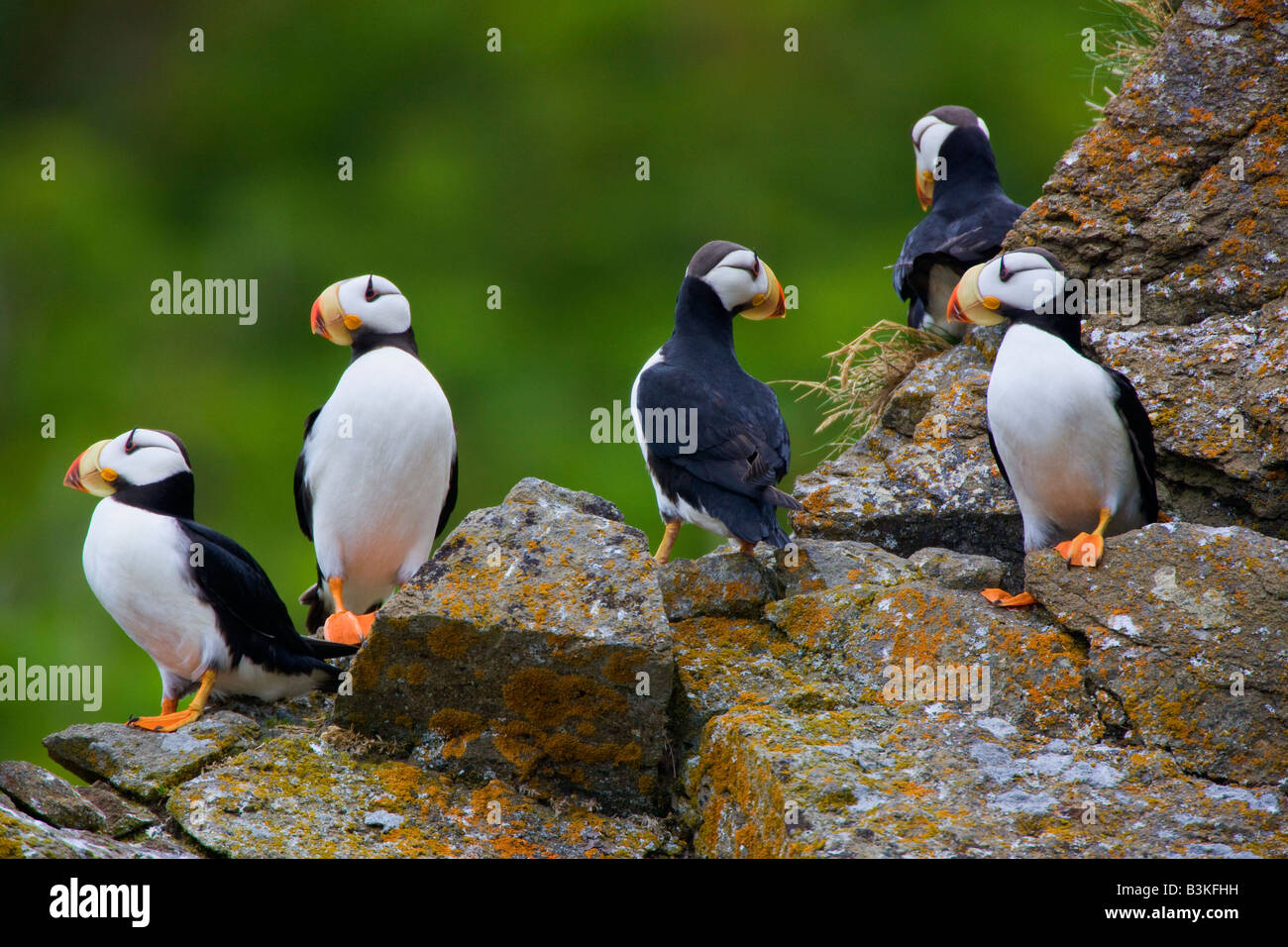 Horned Puffin Alaska Maritime National Wildlife Refuge Near Lake Clark