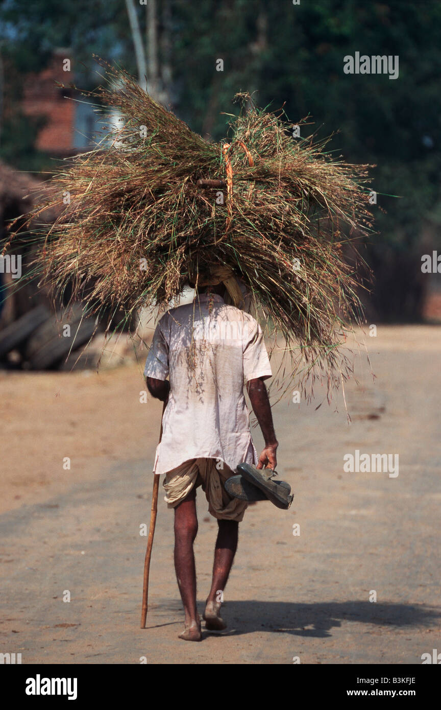 Indian man carrying hay on head Rajasthan India Stock Photo - Alamy