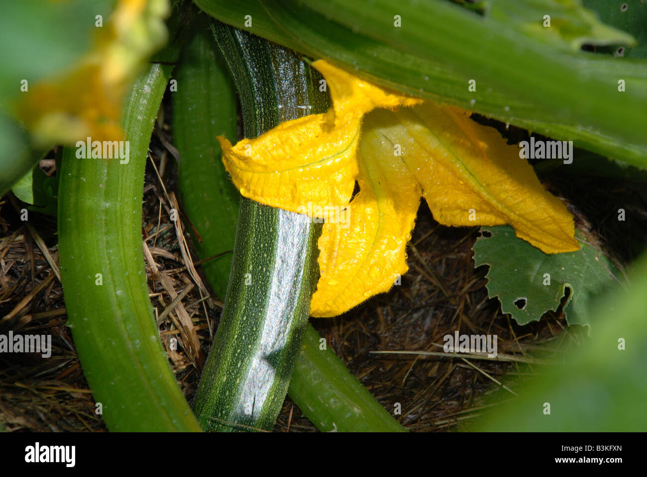 Squash plant hi-res stock photography and images - Alamy