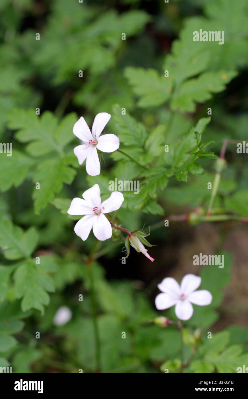 Geranium robertianum album hi-res stock photography and images - Alamy
