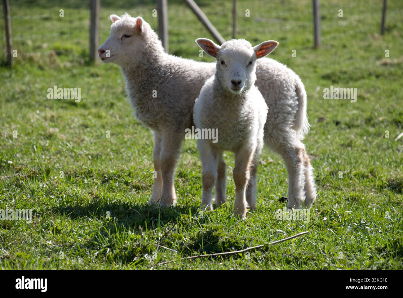 Two white lambs Stock Photo - Alamy