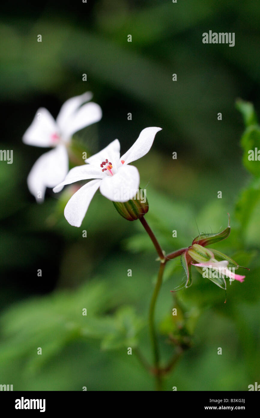 Geranium robertianum album hi-res stock photography and images - Alamy