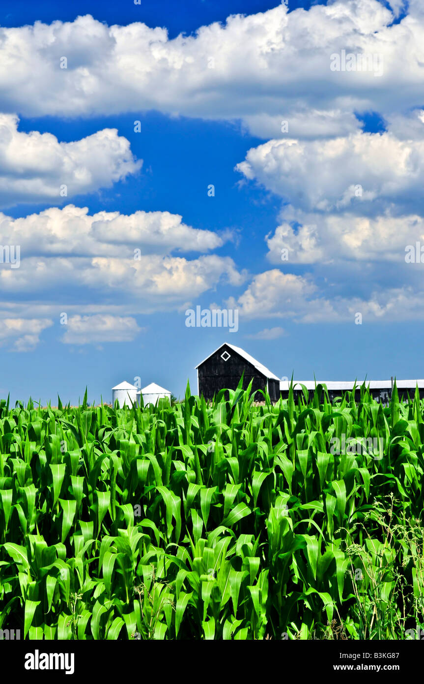 Rural summer landscape with green corn field and a farm Stock Photo - Alamy