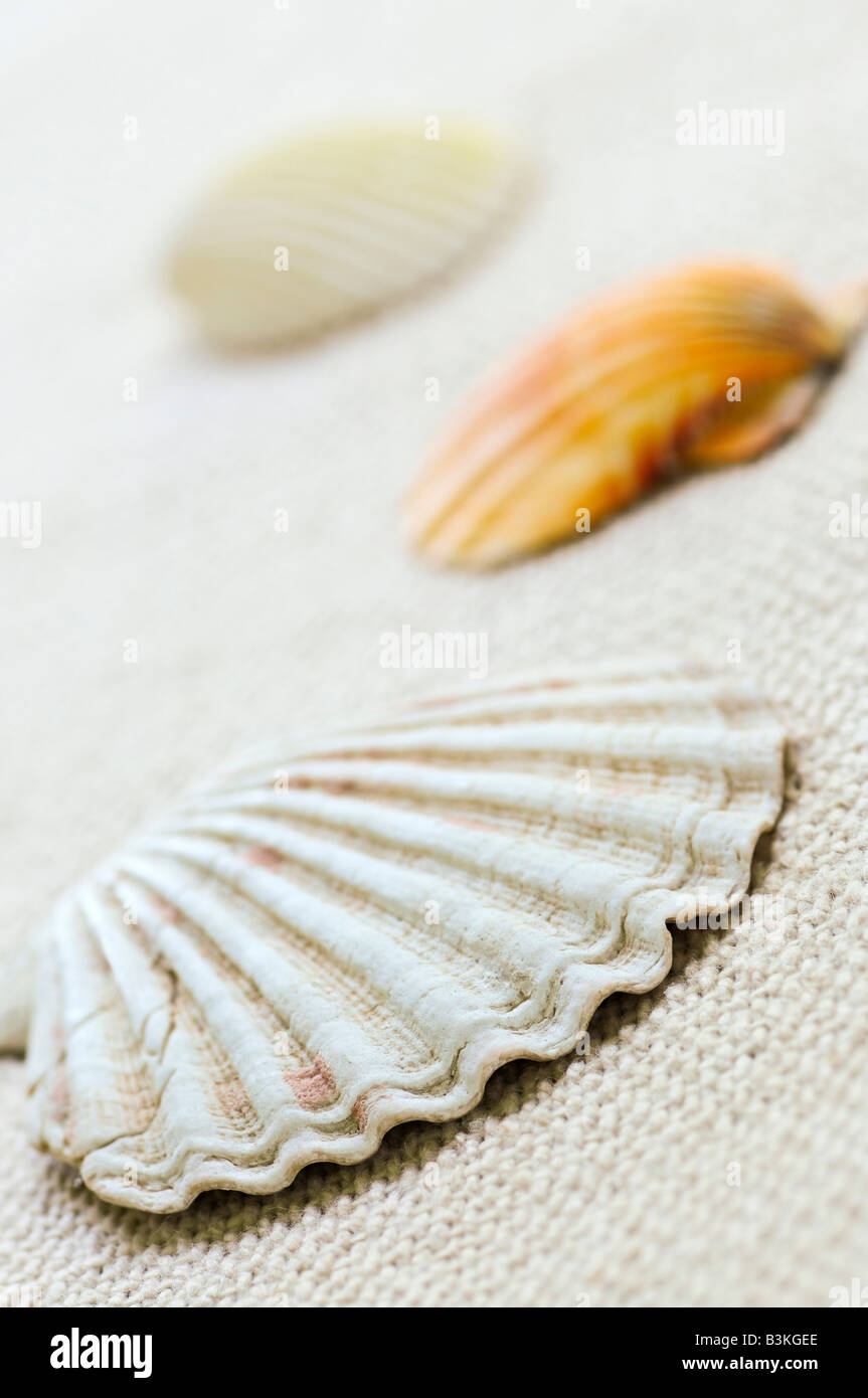 Background of several colorful seashells close up Stock Photo - Alamy