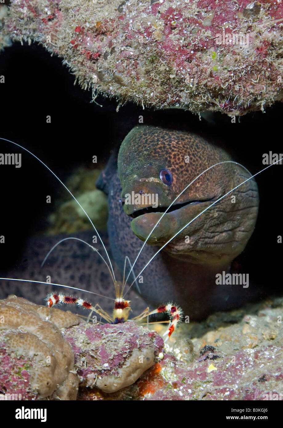 Banded coral shrimp images hi-res stock photography and images - Alamy