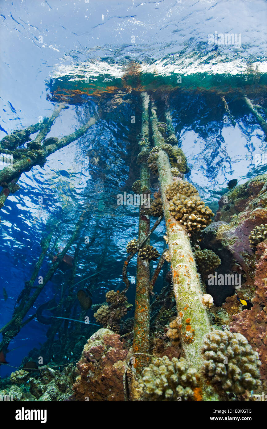 A surface view from benieth the coral encrusted Jetty at Big Brother ...
