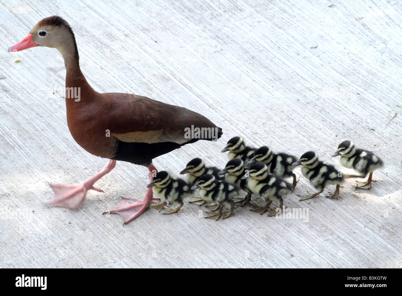 A mother duck walking with her ducklings Stock Photo - Alamy