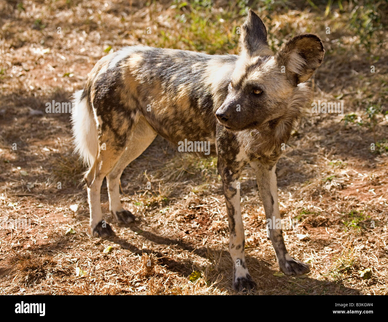 African wild Dog (Lycaon pictus), once also known as Cape hunting dog ...