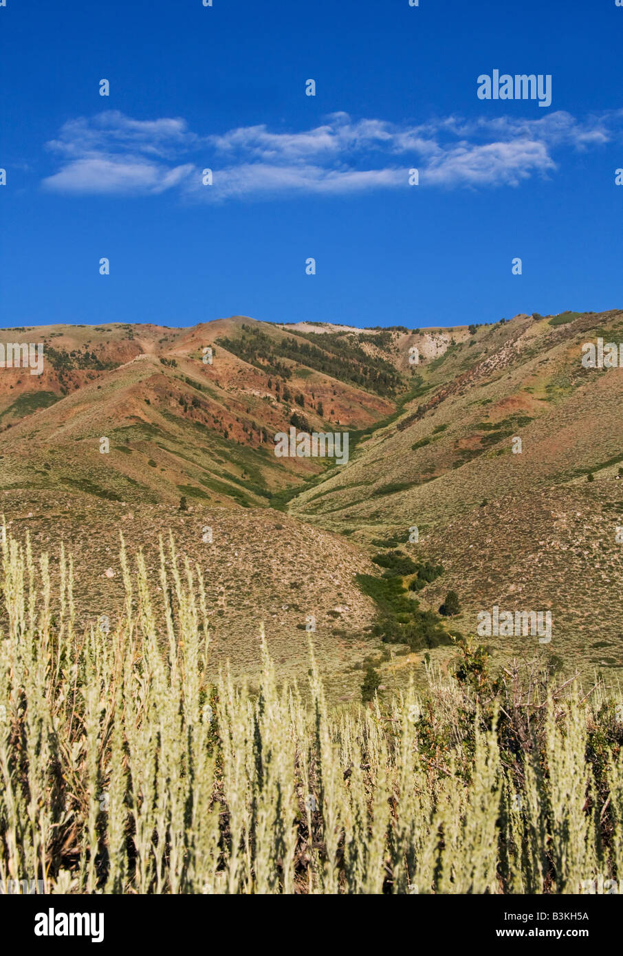 View of Sawmill Ridge in Humboldt Toiyabe National Forest near ...
