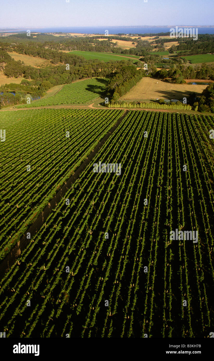 Aerial view of vineyard Stock Photo - Alamy