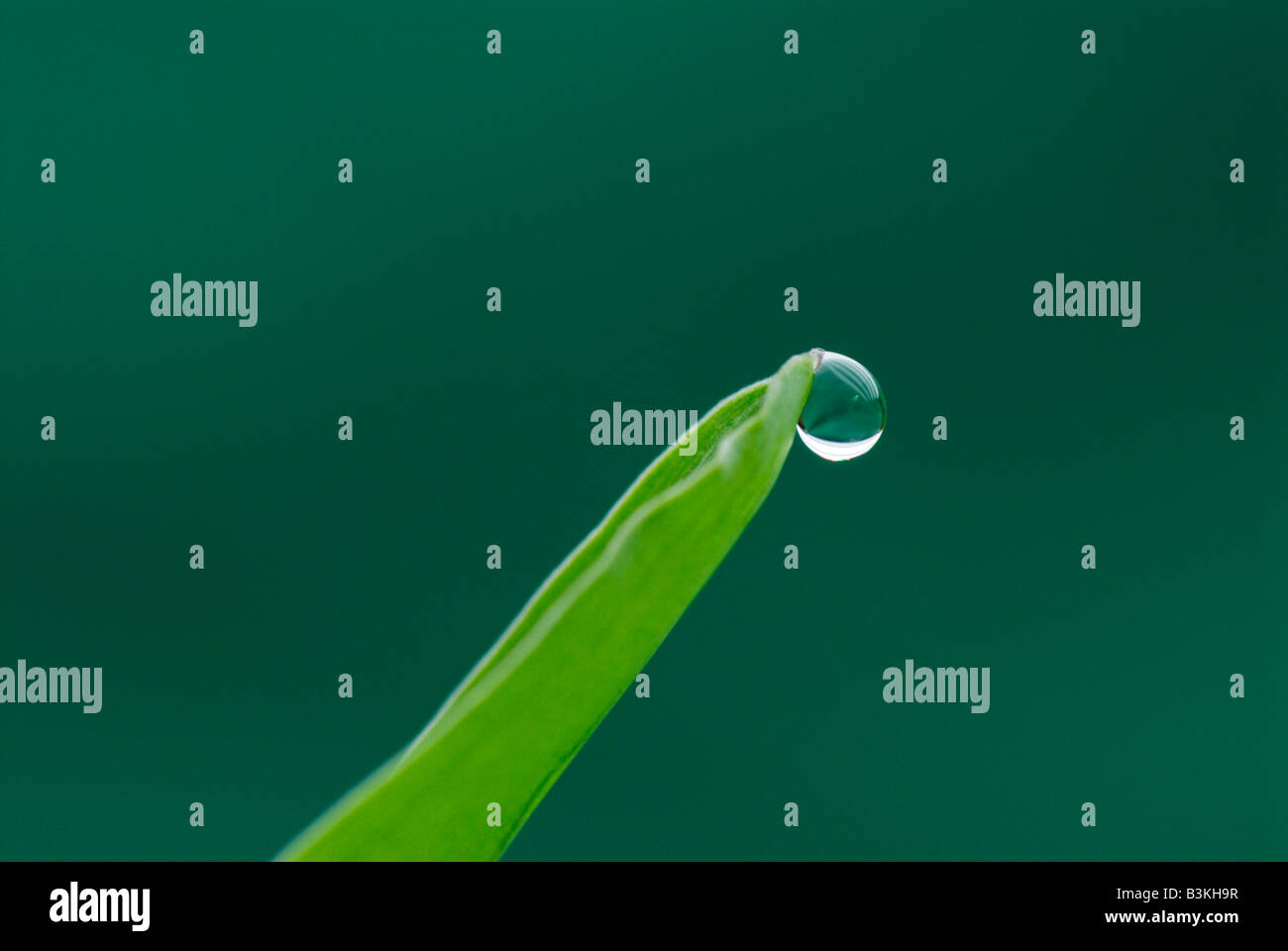 Water drop exuding from a leaf tip Stock Photo - Alamy