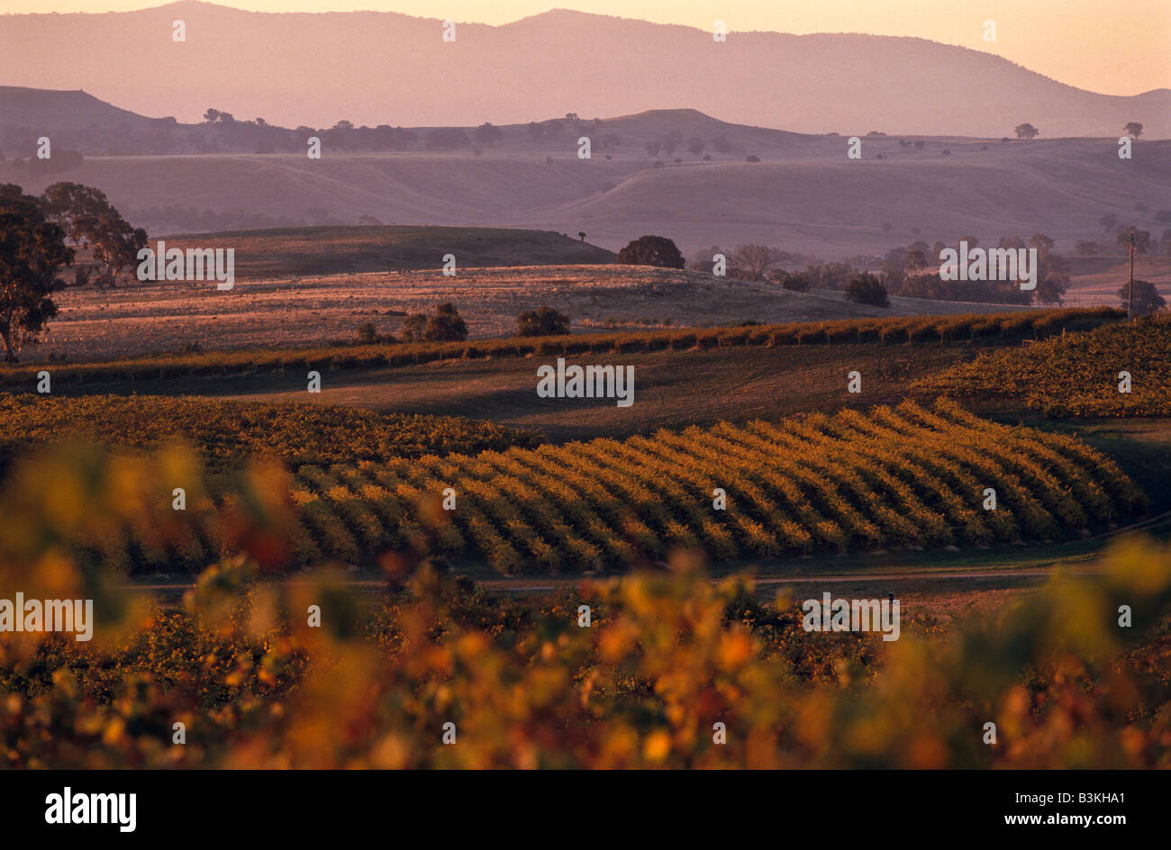 Aerial view of vineyard Stock Photo - Alamy