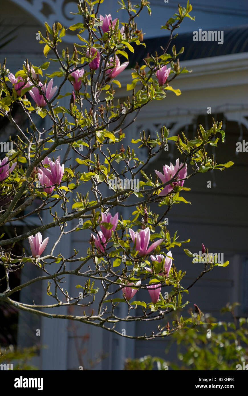 Purple Japanese Magnolia Tree