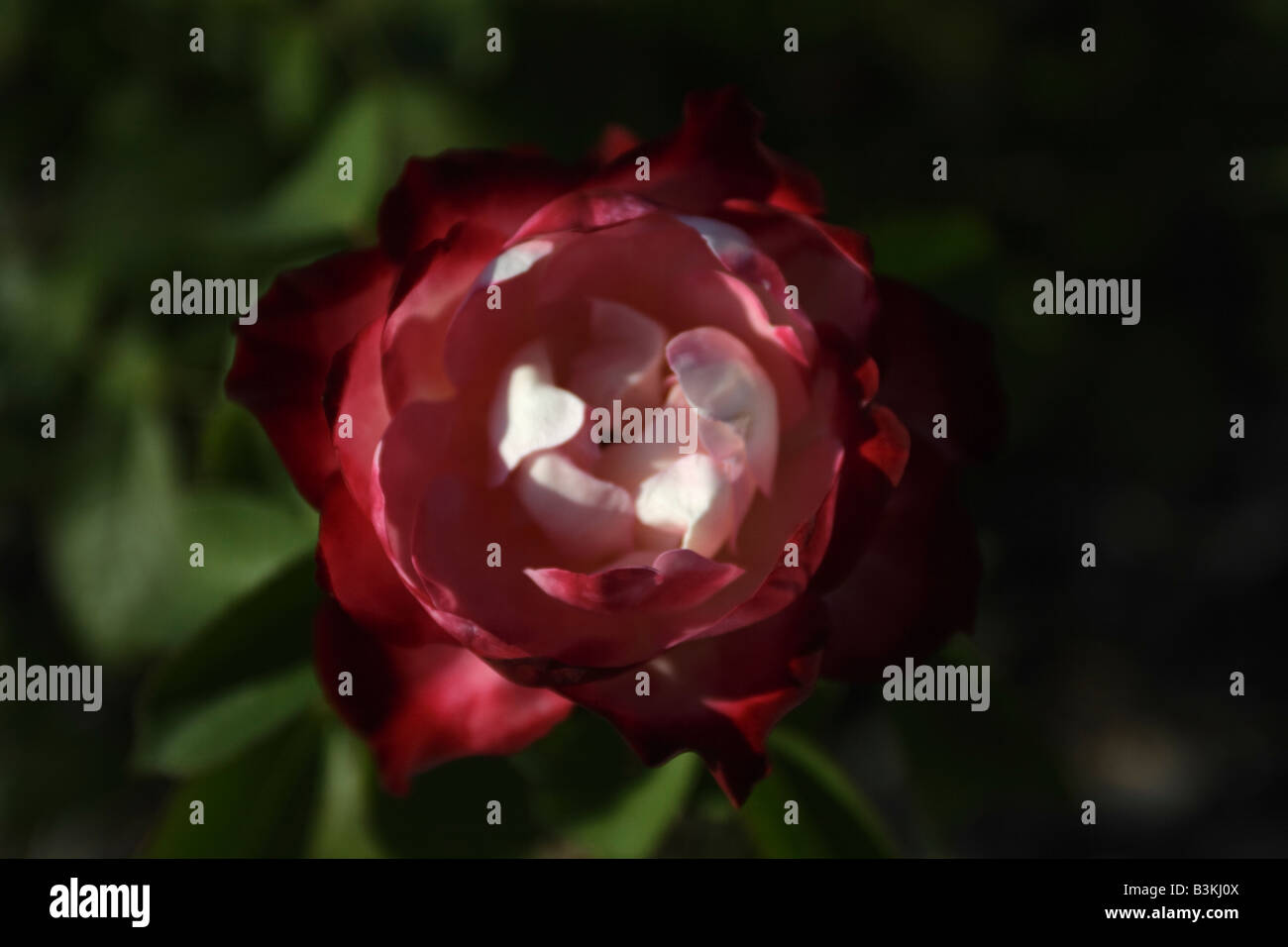 Red rose in an outdoor rose garden Stock Photo - Alamy