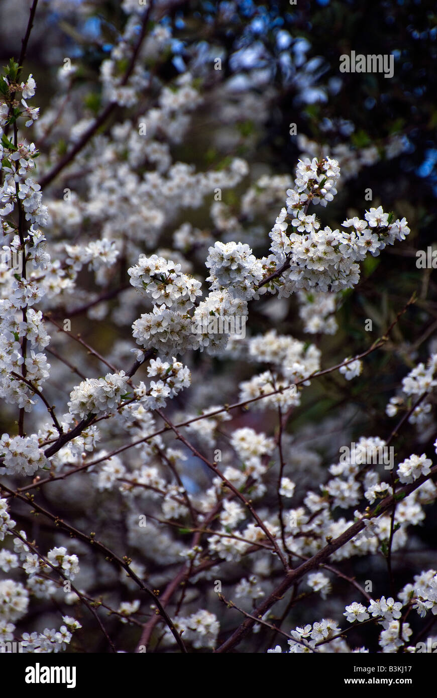 White cherry blossom tree Stock Photo - Alamy