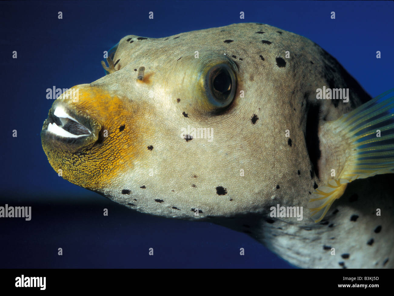 Pufferfish tetraodontidae hi-res stock photography and images - Alamy